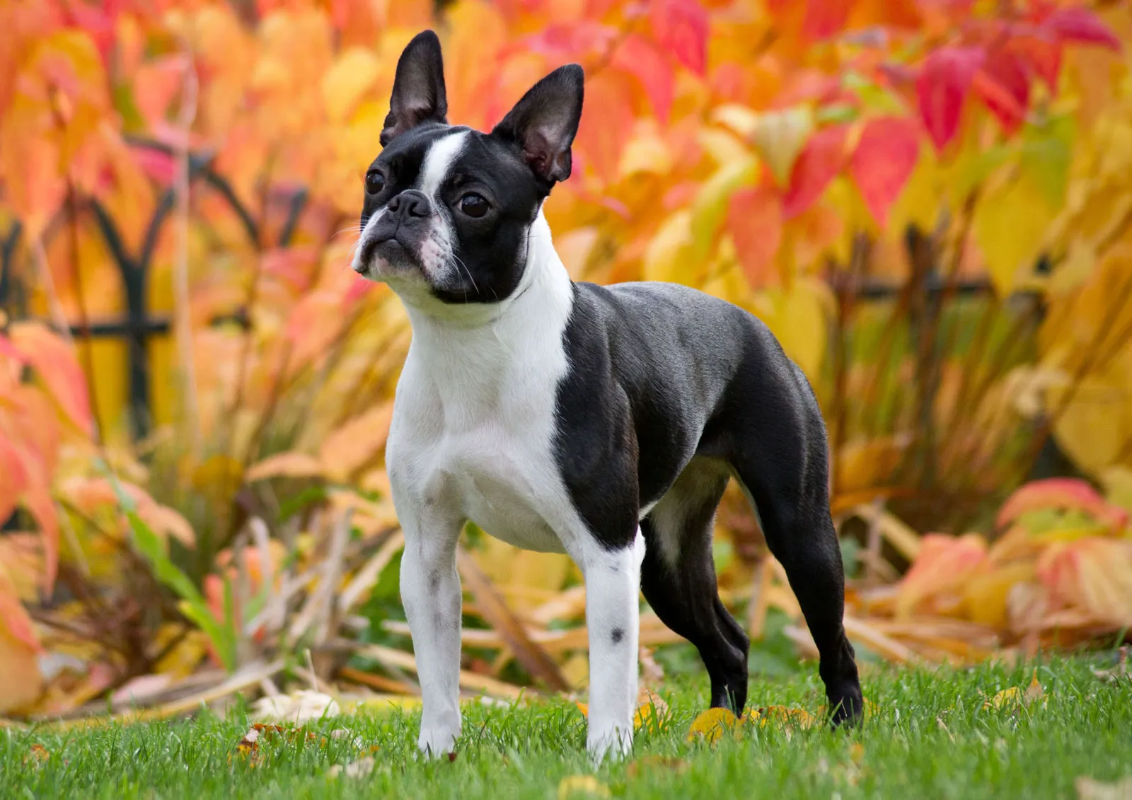 Boston Terrier - Mic și Prietenos - Caini Online