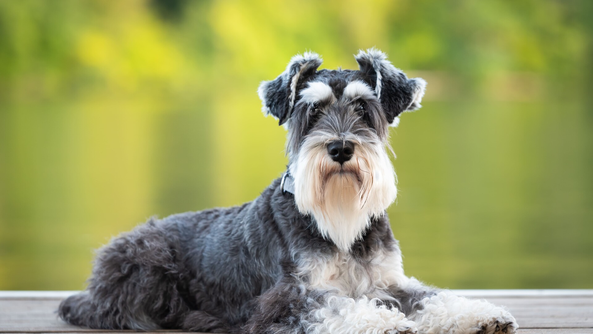 Schnauzer Miniatura câine mic - Caini Online