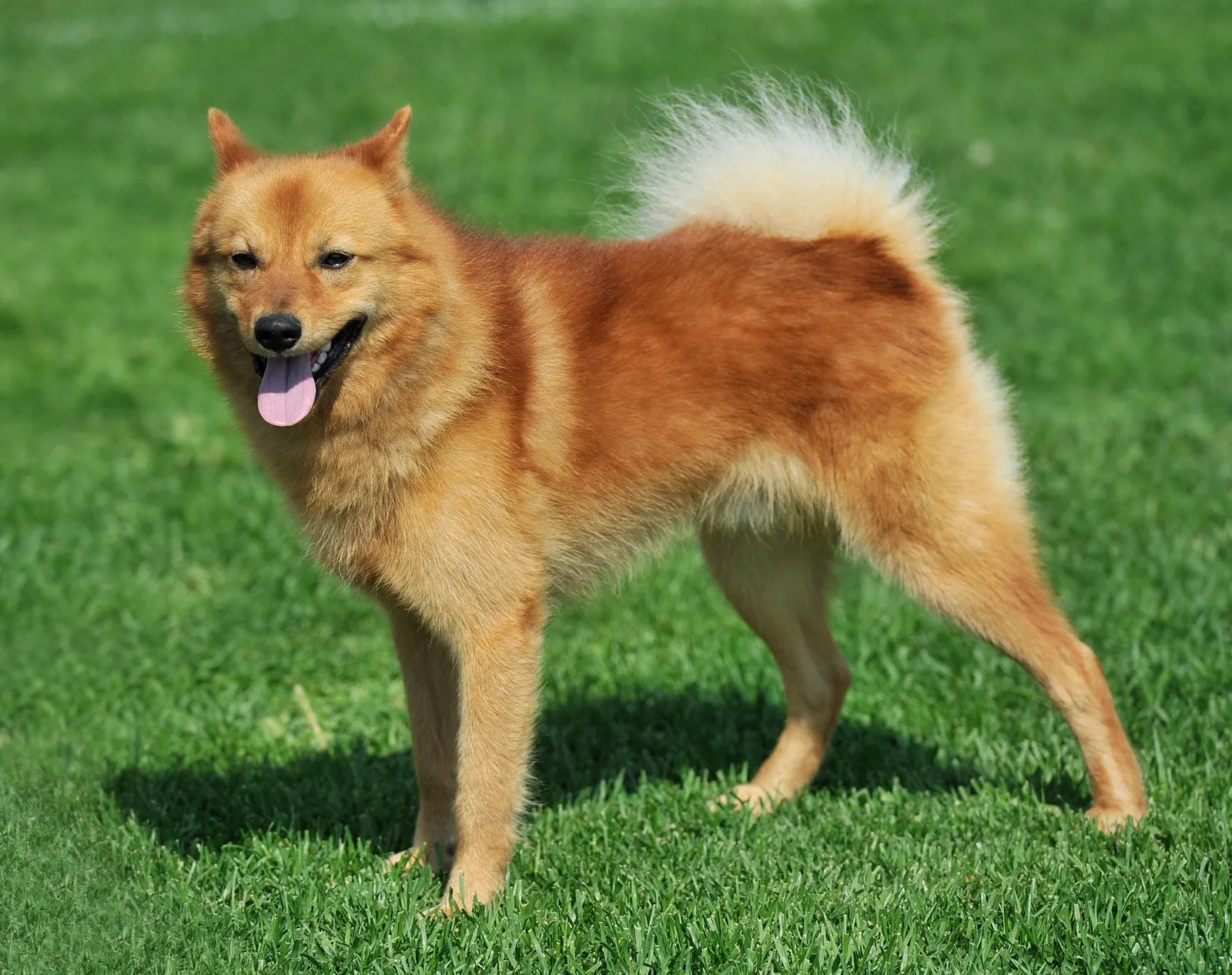 Finnish Spitz - Câine Mic Energic - Caini Online