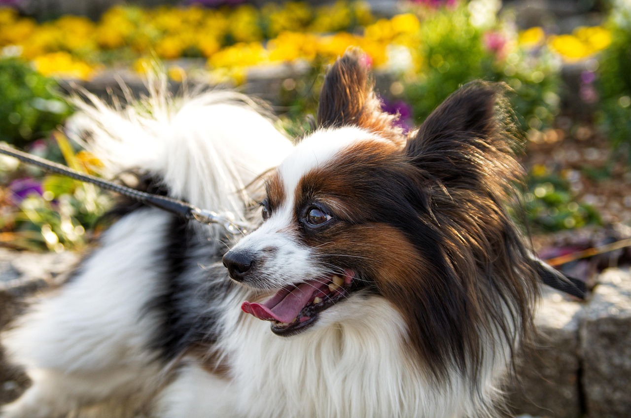 Papillon mic elegant câine - Caini Online